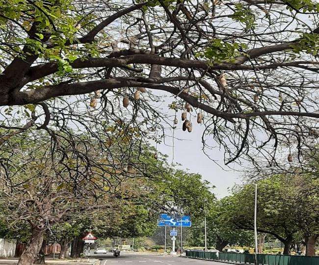 चंडीगढ़ में पेड़ों पर लटक रहे पांच से आठ किलो के बालम खीरे, वाहनों और ...