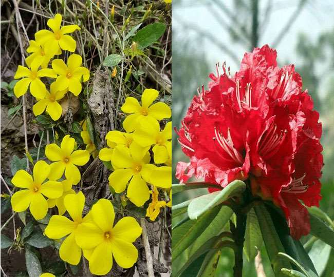 यहां आखिर कब लौटेगी फ्योंली की मुस्कान, बुरांस पर भी मंडरा रहे खतरे के ...