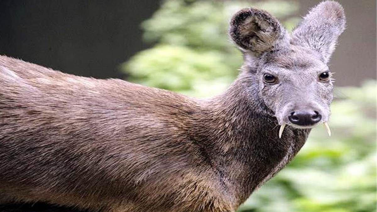 23 वर्षों से देश में मात्र एक बचा है यह 'वन्यजीव', प्रजाति के लुप्त ...