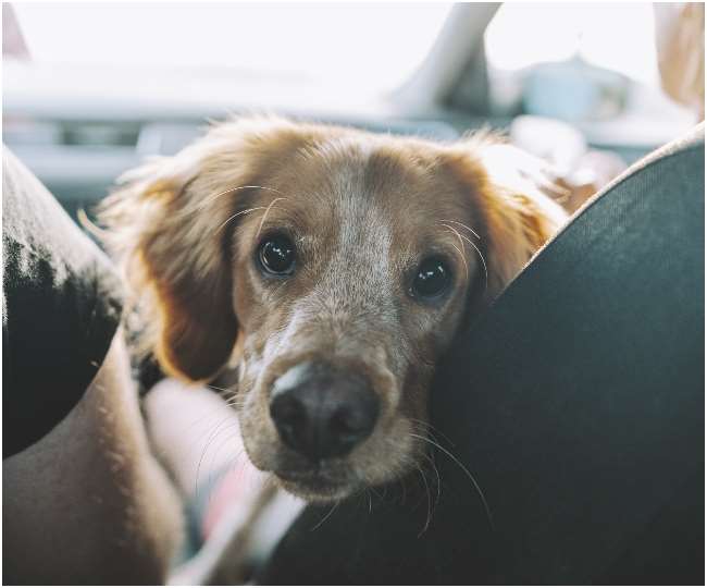 Travel With Pets travel-with-pets