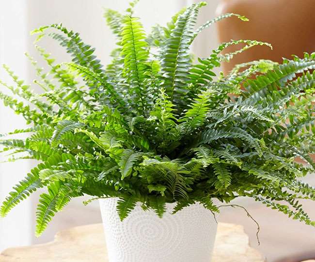 Boston Fern Plant Benefits: सिगरेट के धुएं को भी सोख लेता है बोस्टन ...