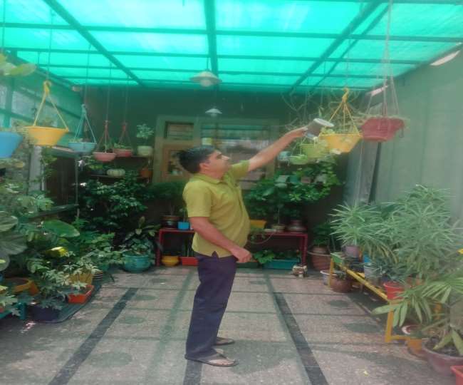 सिरसा में हरियाली से महका रहा डा. मुनीष सहारण के घर का कोना कोना, भरपूर ...