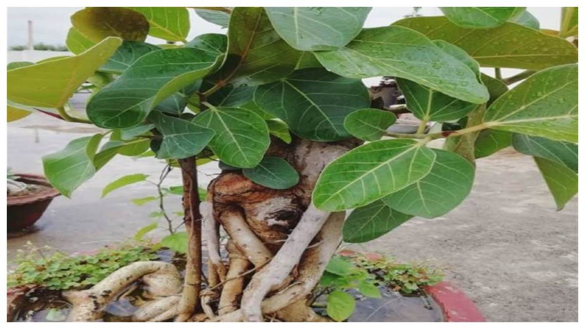 Vastu Tips for Bargad Tree: करें बरगद के पेड़ के ये उपाय, खुल जाएंगे ...