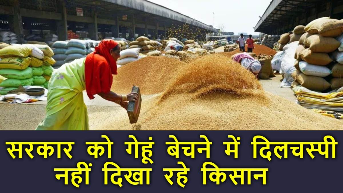 Bihar Wheat Price: खुले बाजार में गेहूं का मूल्य 2400 रुपये प्रति ...