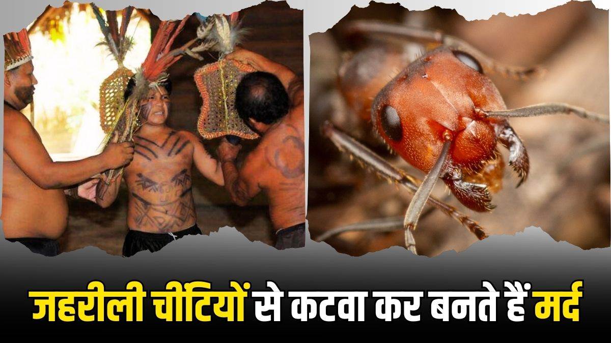 Bullet Ant Ritual: जहरीली चींटियों से कटवाने के बाद ही मर्द बन पाते हैं ...