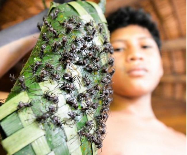 Bullet Ant Ritual: जहरीली चींटियों से कटवाने के बाद ही मर्द बन पाते हैं ...