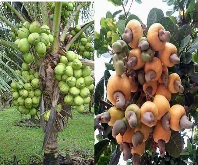 पांच फुट के हुए नारियल के पेड़ काजू के पेड़ भी हुए छोटे अब कई गुना ...