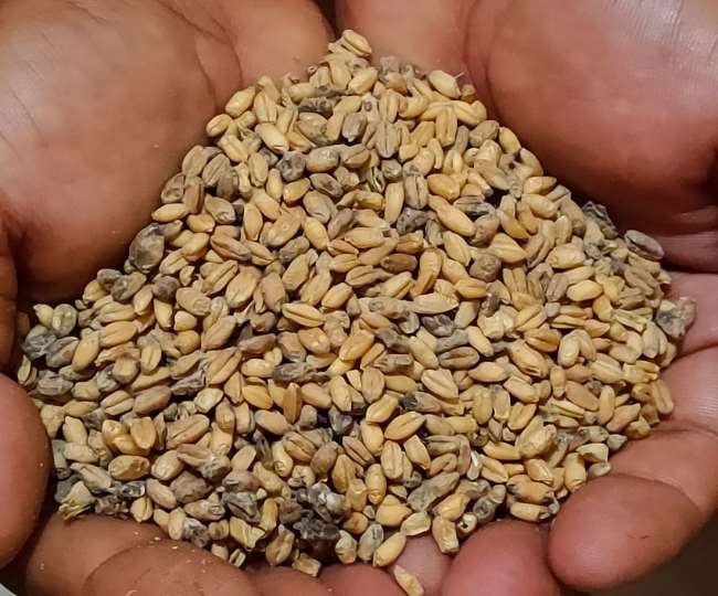 कैथल में डिपो से मिली गेहूं देख भड़के ग्रामीण, बोले- ये तो पशुओं के ...