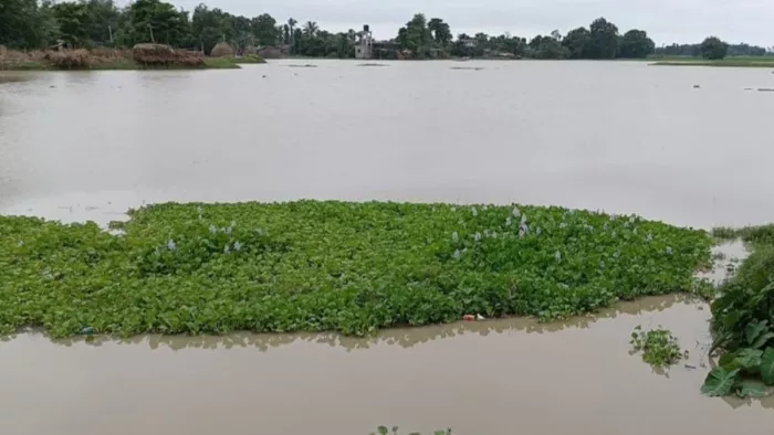 Flood in Bihar: सीमांचल में उफनाई नदियां, कई गांव में घुसा बाढ़ का पानी ...