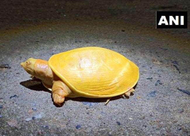 Yellow Turtle: बालेश्‍वर में दिखा पीले रंग का दुर्लभ प्रजाति का कछुआ ...