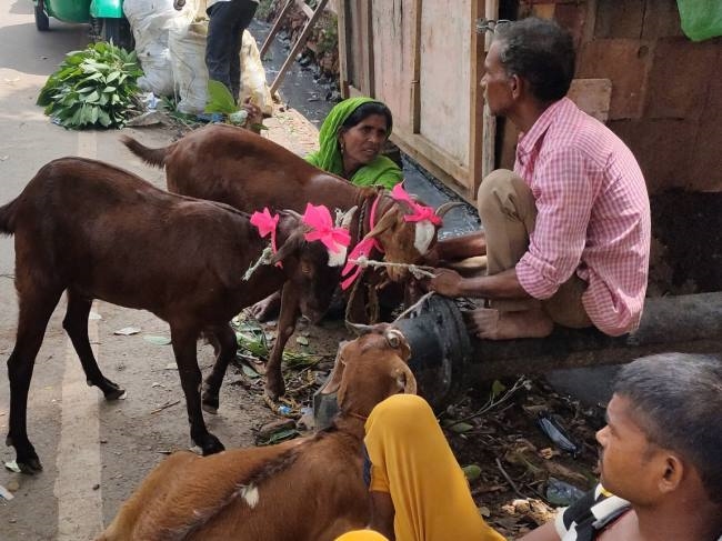 बकरीद आज, जानवरों की बिक्री रही पिछली बार से कम - Bakrid today, animal ...