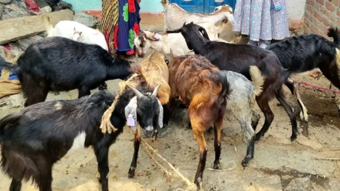 Himalayan Goat Meat: अब पैकेट में बिकेगा पहाड़ी बकरों का मीट, 10744 ...