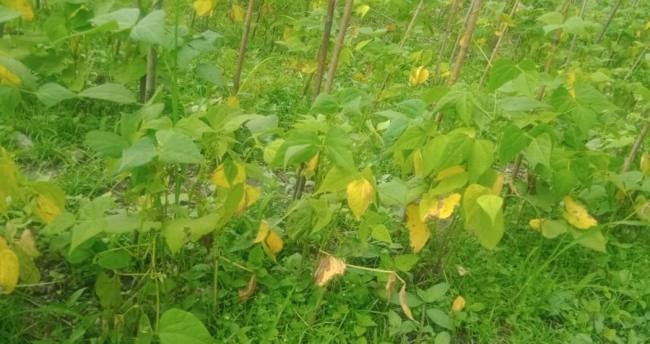 भारी बरसात से खेतों में ही सड़ने लगी राजमा की फसल - Rajma crop started ...