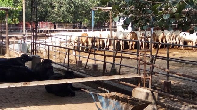 बैक्टीरिया से हुई थी मवेशियों की मौत, आया कहां से पता नहीं - ndri team ...