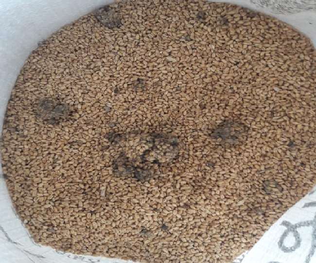 स्मार्ट कार्ड पर मिल रहा सड़ा हुआ गेहूं लोगों ने कहा- खाने से हो रहे ...