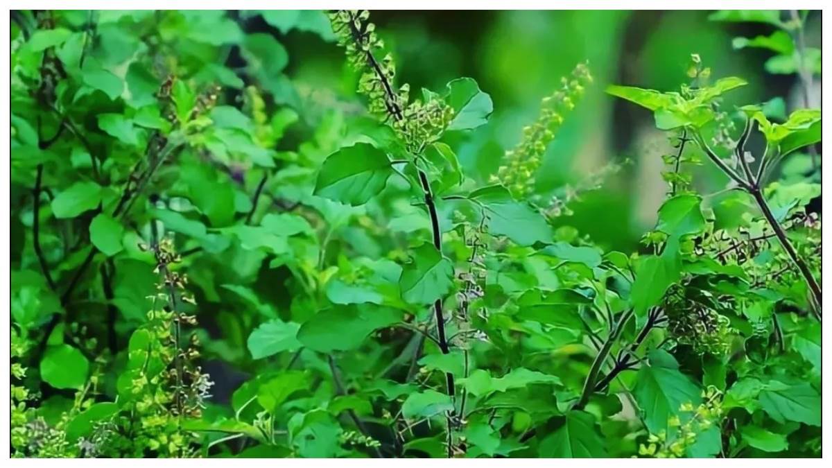 Tulsi Plant: जानिए रविवार के दिन क्यों नहीं उतारे जाते तुलसी के पत्ते ...