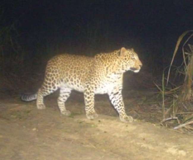 बदलते हुए हालात में घात लगाने में माहिर गुलदार पर गंभीर हुई राज्य सरकार ...