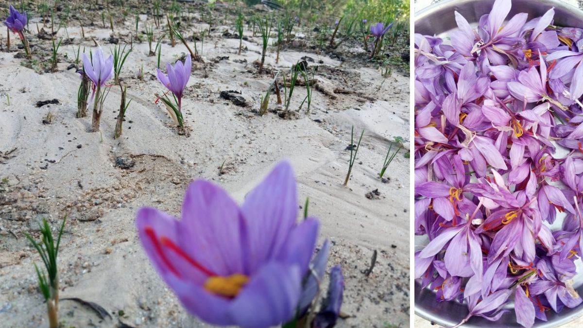 कश्मीरी केसर को रास आई कुमाऊं की जलवायु, धामस में तीसरे सीजन में भी ...