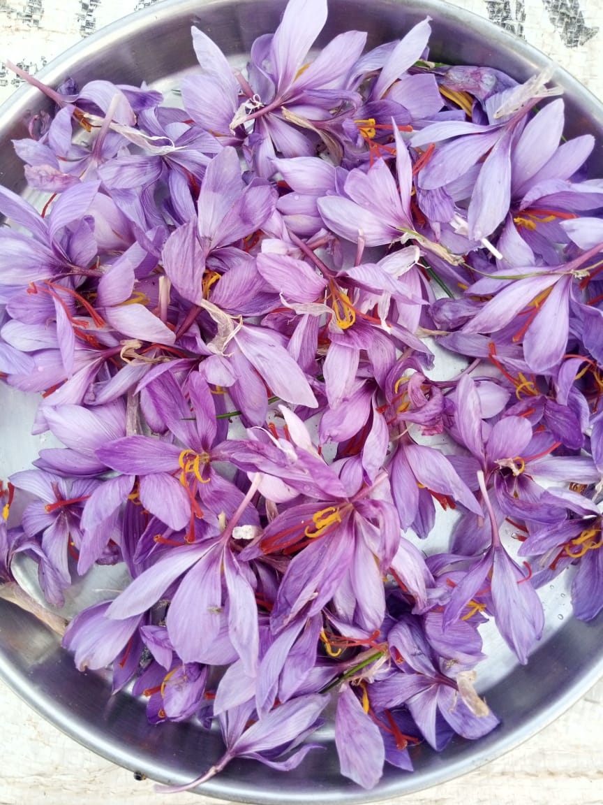 कश्मीरी केसर को रास आई कुमाऊं की जलवायु, धामस में तीसरे सीजन में भी ...