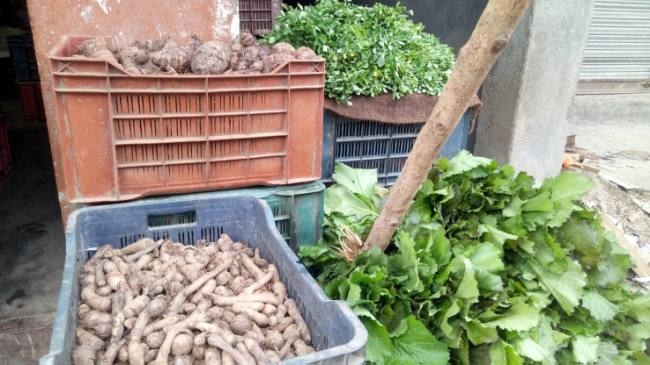 गडेरी व पिनालू खाएं बीमारियां दूर भगाएं - Eat Gaderi and Pinalu, drive ...