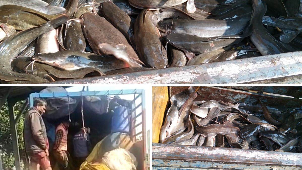 लुधियाना में धड़ल्ले से बिक रही प्रतिबंधित मांगूर मच्छली, दूसरे राज्यों ...