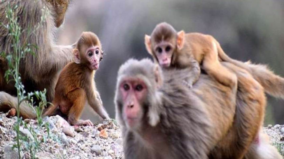 MP News: डैम के चारों तरफ पानी के बीच फंसे वानरों ने गवाई जान, चार ...