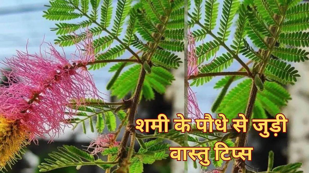 Vastu Tips For Shami: शमी का पौधा लगाते समय इन बातों का रखें विशेष ...