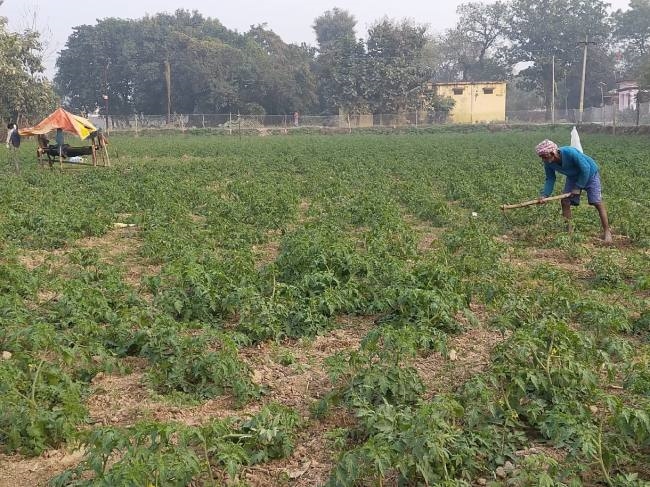 थोड़ी सी चुक पर फसल नष्ट कर रहे बेसहारा पशु - Holiday animals ...