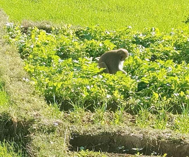 किसानों की मेहनत पर पानी फेर रहे बंदर, खेत में लगाई सब्‍जी को कर रहे चट ...