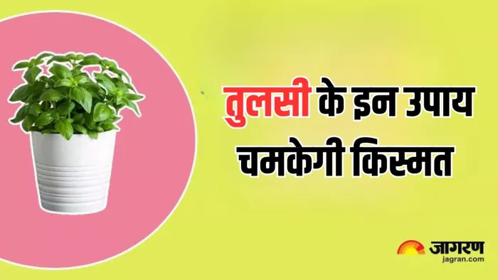 New Year 2025 Tulsi Upay: नए साल के पहले दिन तुलसी में बांधें ये चीजें ...