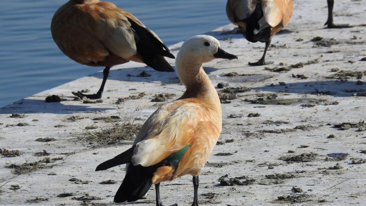 Surkhab Colour : साल दर साल रामसर साइट में कम हो रही सुंदरता के प्रतीक ...