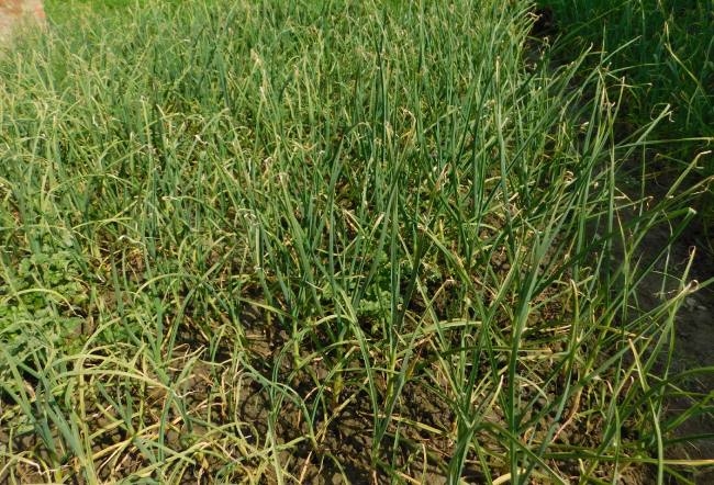 लहसुन पर थ्रिप्स कीट का प्रभाव, किसान बरतें सावधानी - Effect of thrips ...