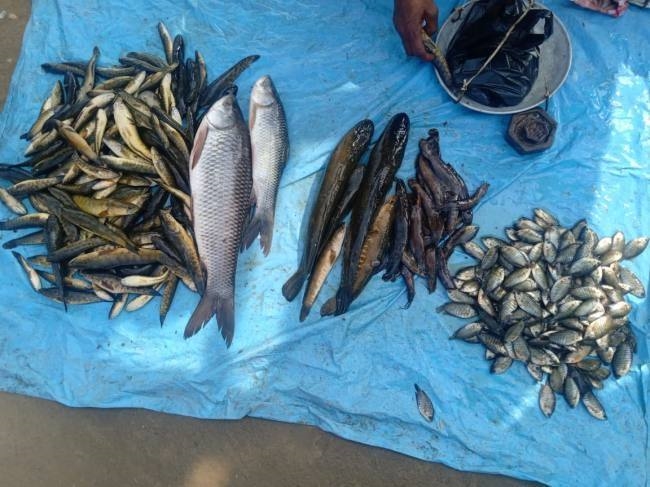 छोठी सी पोठिया मछली को ले आमने-सामने हुए झारखंड और बंगाल के मछुआरे ...