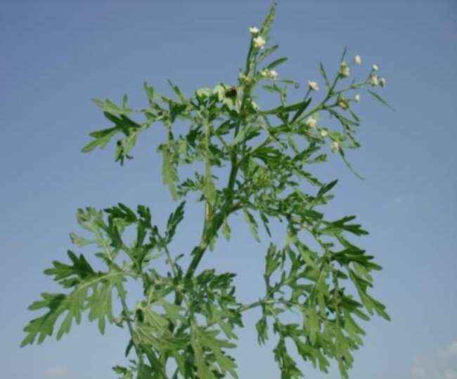 मैक्सिको में उत्‍पन्‍न हुई थी कांग्रेस घास, अमेरिका के रास्ते आयात ...