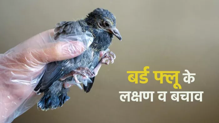 केरल में Bird Flu का प्रकोप, जानें इंसानों के लिए कितनी खतरनाक है यह ... केरल में Bird Flu का प्रकोप, जानें इंसानों के लिए कितनी खतरनाक है यह ...