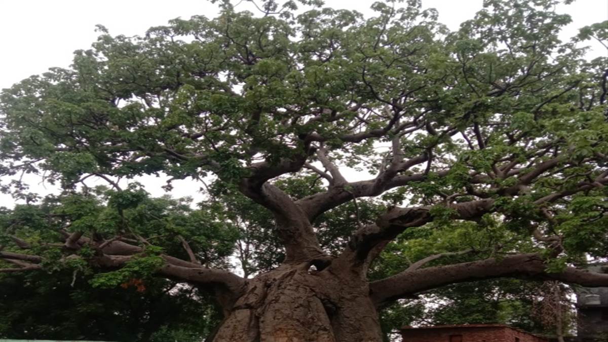 प्रयागराज में है दुनिया का दूसरा सबसे उम्रदराज कल्पवृक्ष, सबसे पुराना ...