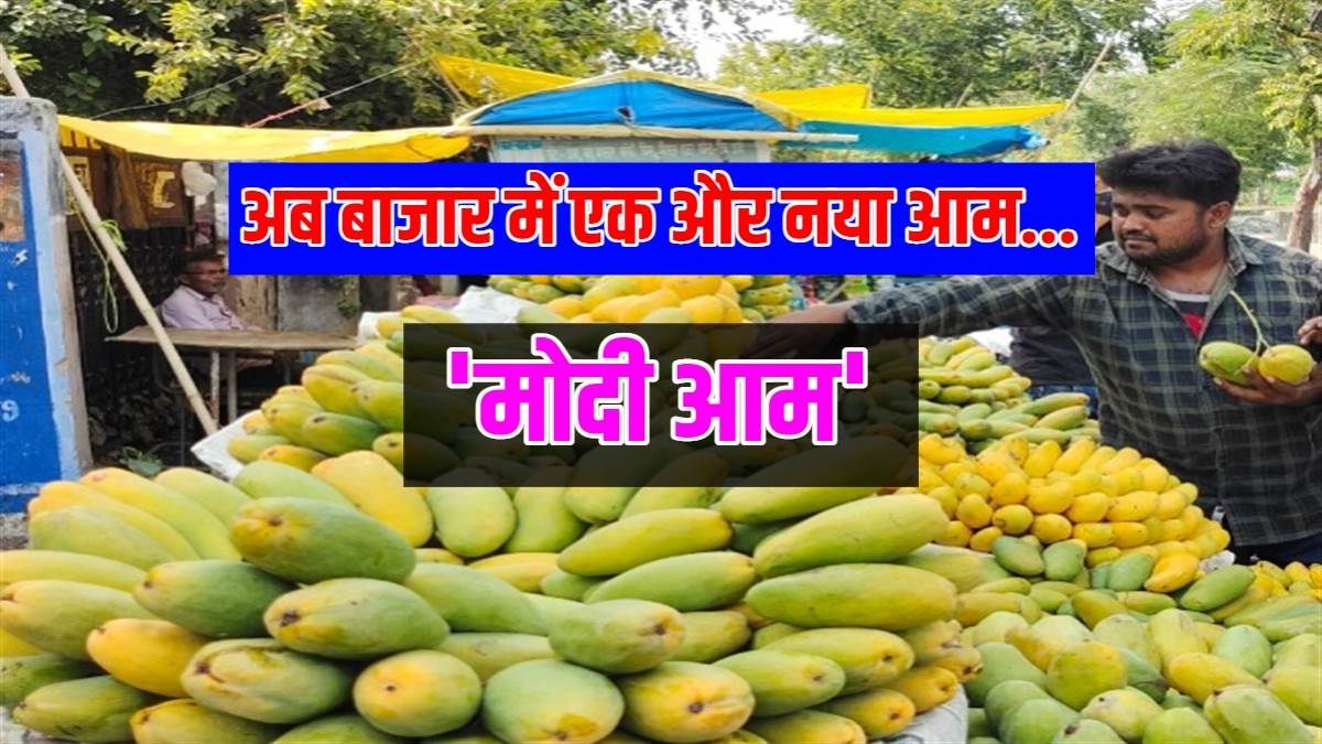 UP News: बागवान उपेंद्र सिंह ने आम की नई प्रजाति की विकसित, मोदी आम को ...