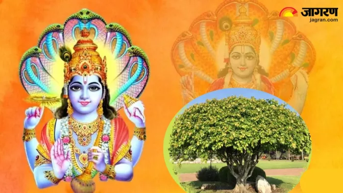 Vaishakh Purnima 2024: वैशाख पूर्णिमा पर जरूर करें पीपल के पेड़ की पूजा ...