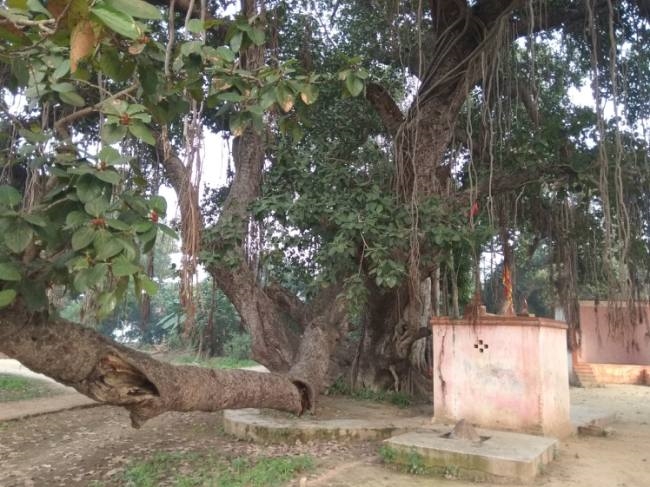 पांच सौ साल पुराने बूढ़े वट वृक्ष से आज भी जुड़ी है आस्था - Faith is ...