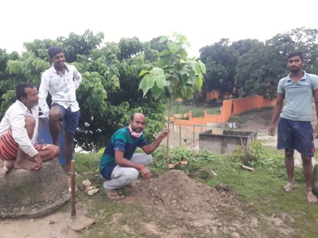 लगाए गए पीपल के पौधे