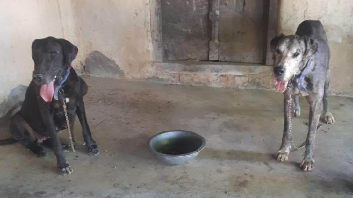 Atiq Ahmed: माफिया अतीक के डैनी और कल्लू बीमार, शरीर में पड़ गए हैं ...