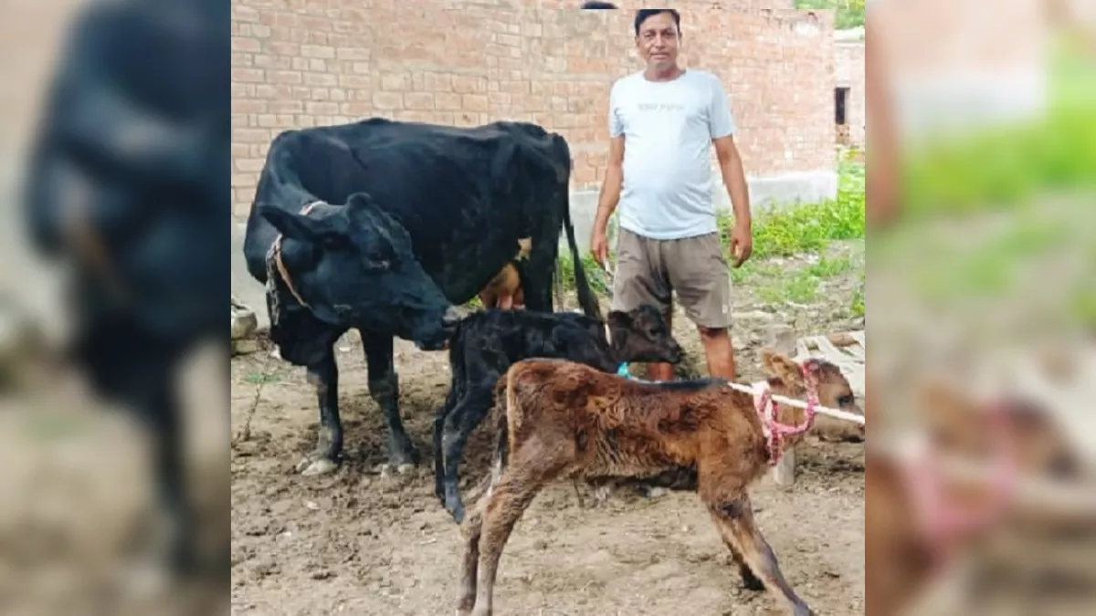 Kanpur : गाय ने दो बछियों को दिया जन्म, दूर-दराज से देखने आ रहे लोग ...