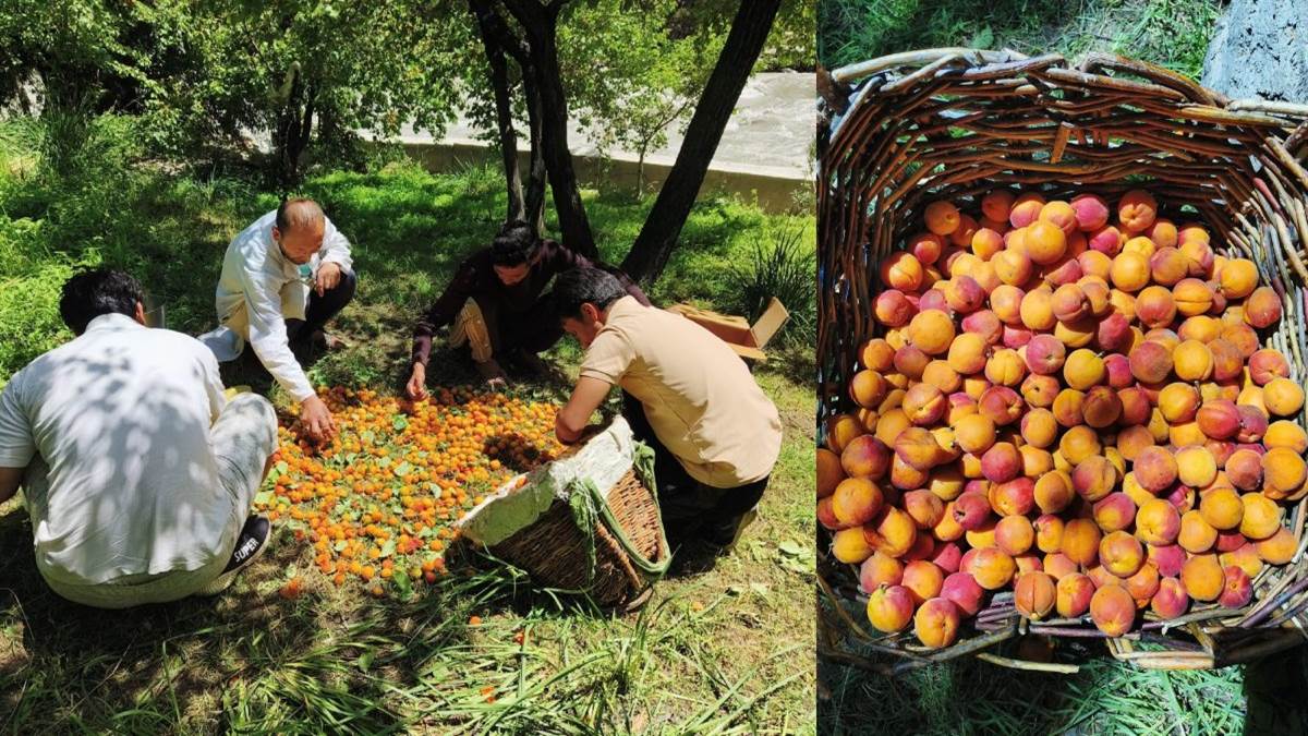 Ladakh Khubani Fruit: लद्दाख के किसानों में खुशहाली ला रहा खुबानी फल ...