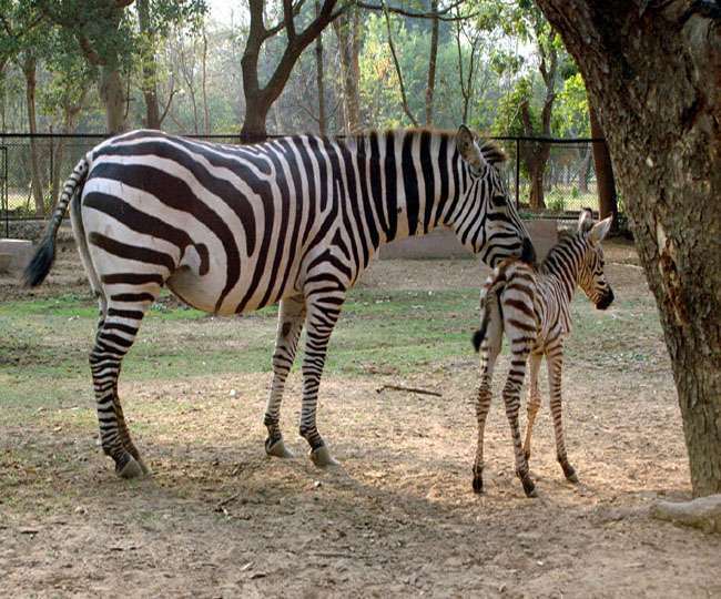 चिड़ियाघर में इजराइल से आएगा जेब्रा, पांच साल से खाली पड़ा है बाड़ा ...