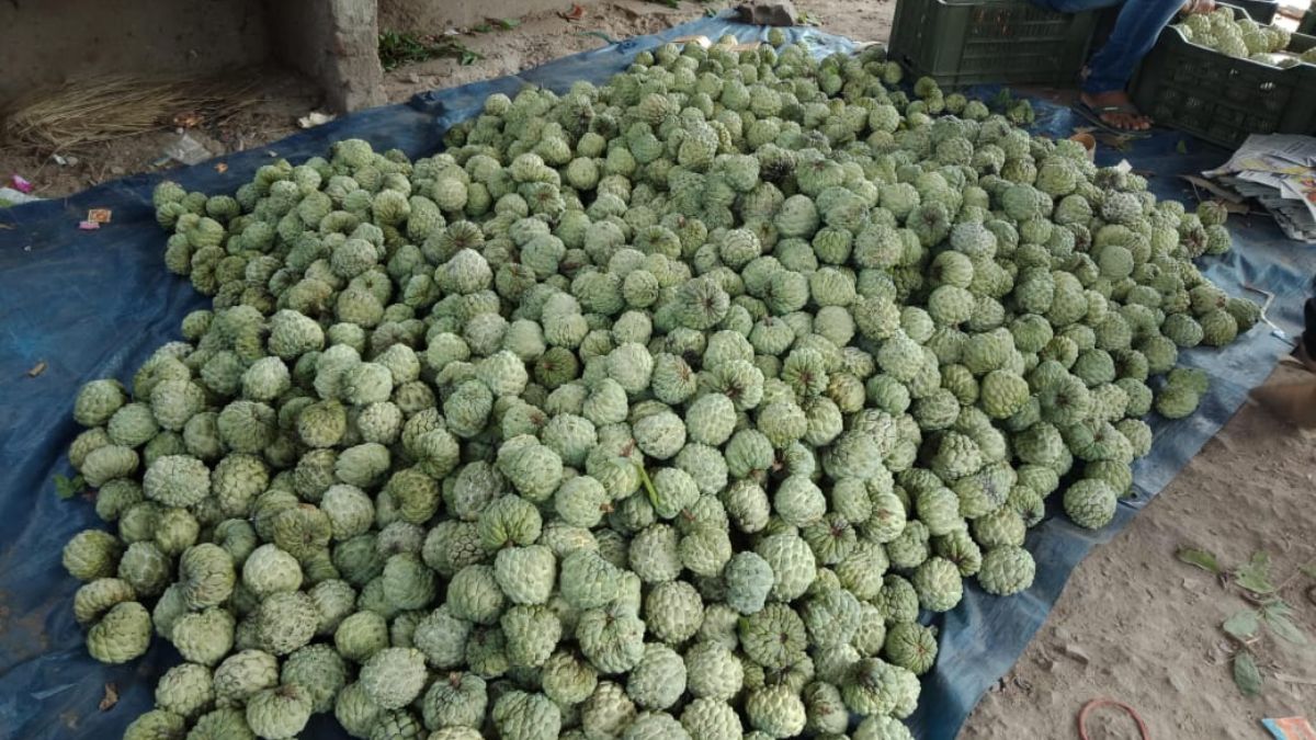 Custard Apple Jharkhand: झारखंड के इस गांव में आलू से भी सस्ता शरीफा ...