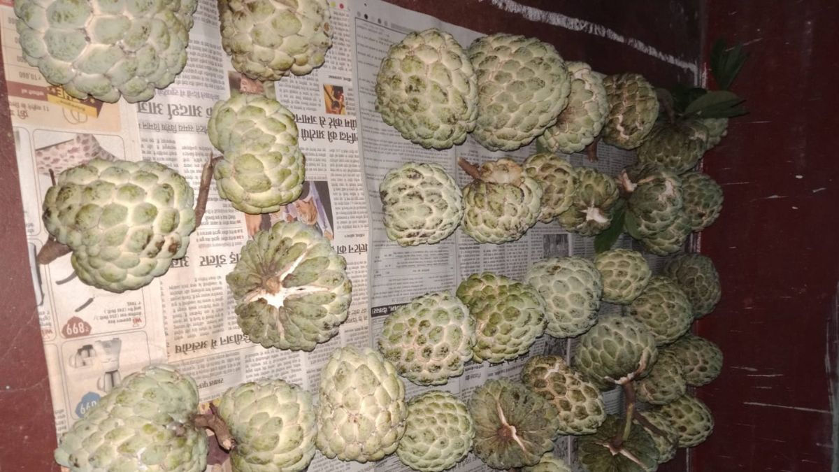 Custard Apple Jharkhand: झारखंड के इस गांव में आलू से भी सस्ता शरीफा ...