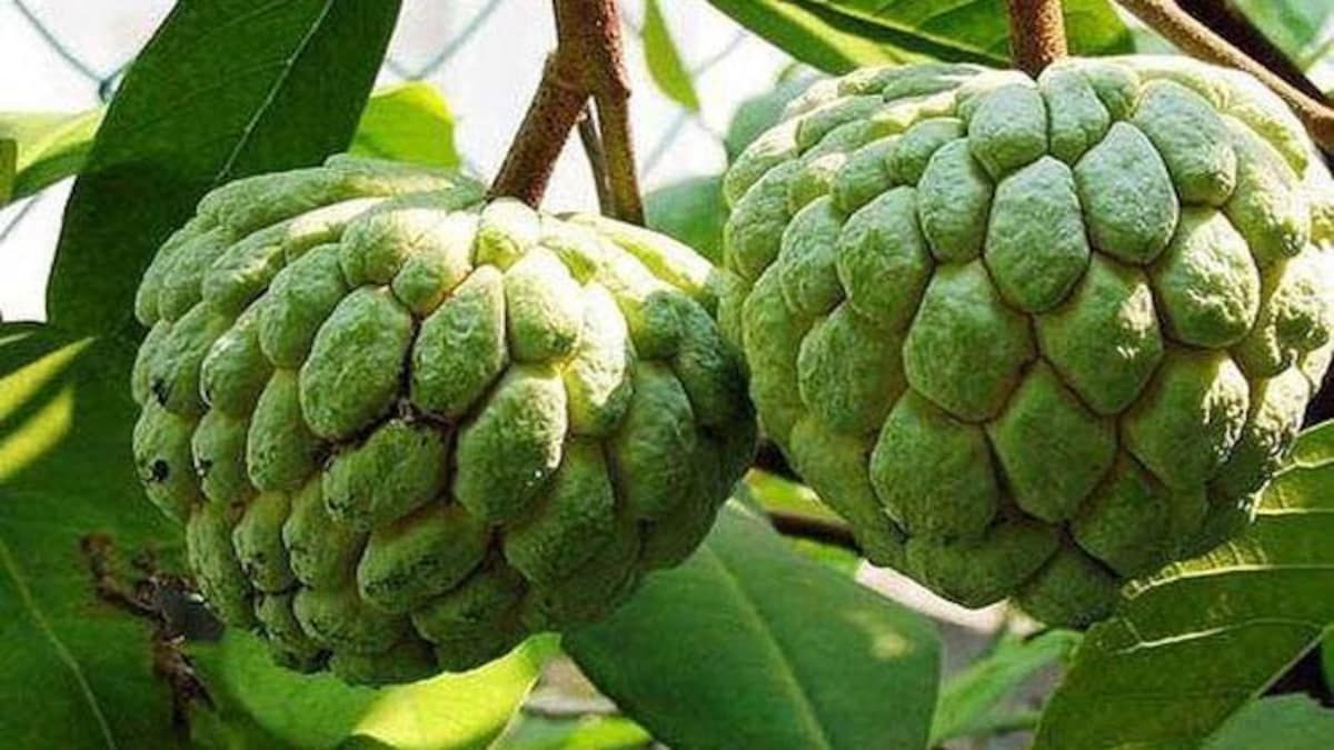 Custard Apple Jharkhand: झारखंड के इस गांव में आलू से भी सस्ता शरीफा ...