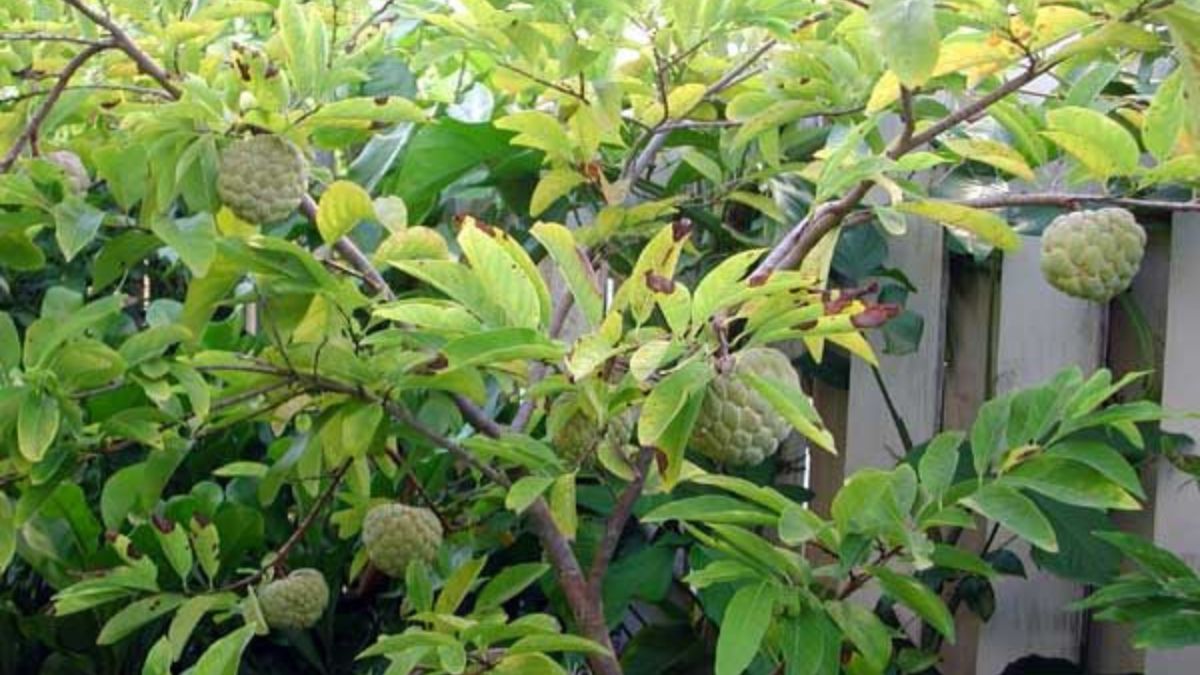 Custard Apple Jharkhand: झारखंड के इस गांव में आलू से भी सस्ता शरीफा ...