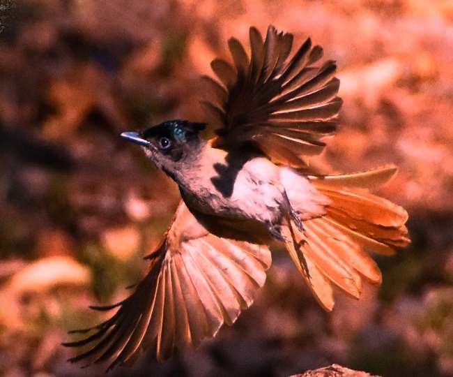 अगर विदेशी परिंदों को पालने का रखते हैं शौक तो ये खबर जरूर पढ़ें, नहीं ...