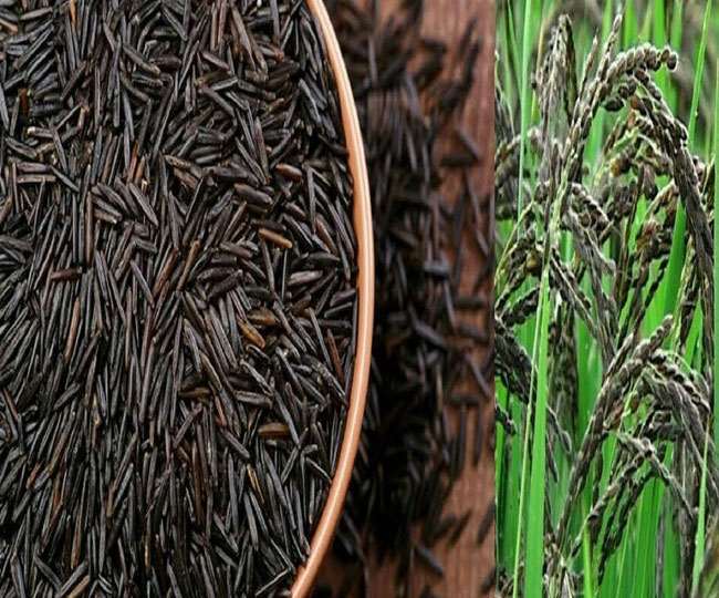 Black Rice का बढ़ेगा निर्यात, चंदौली में 500 हेक्टेयर भूमि में किसानों ...